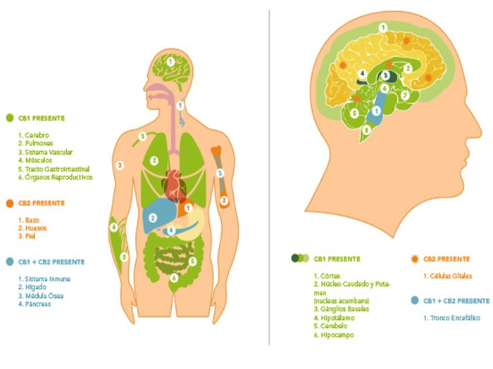 El sistema de Endocannabinoides :: Salud-consciente8